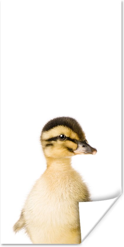 Eend - Geel - Dieren - Natuur | bol.com