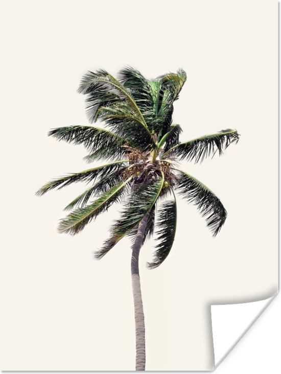 Poster Palmboom - Groen - Natuur - Bladeren - 60x80 cm | bol