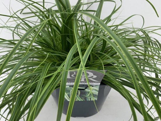 1 stuk(s) | Carex oshimensis 'Everlime' C5 | bol