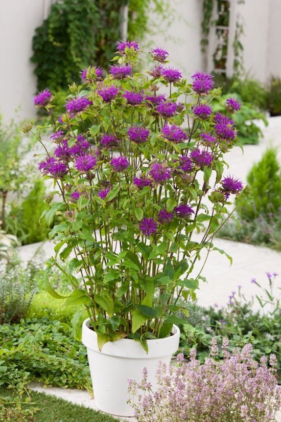 Plants Online - Tuinplanten - Vaste planten - Set van 1 - Monarda ...