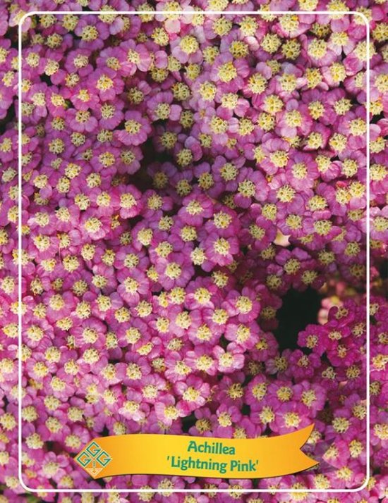 10 stuks | Achillea millefolium Rainbow Lightning Pink P11 TRAY_10 ...