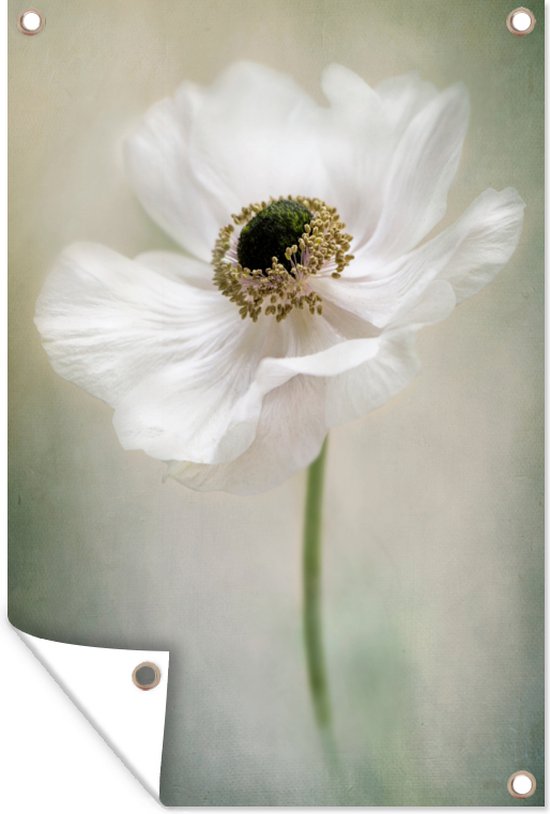 Bloemen - Natuur - Anemoon - Wit | bol.com