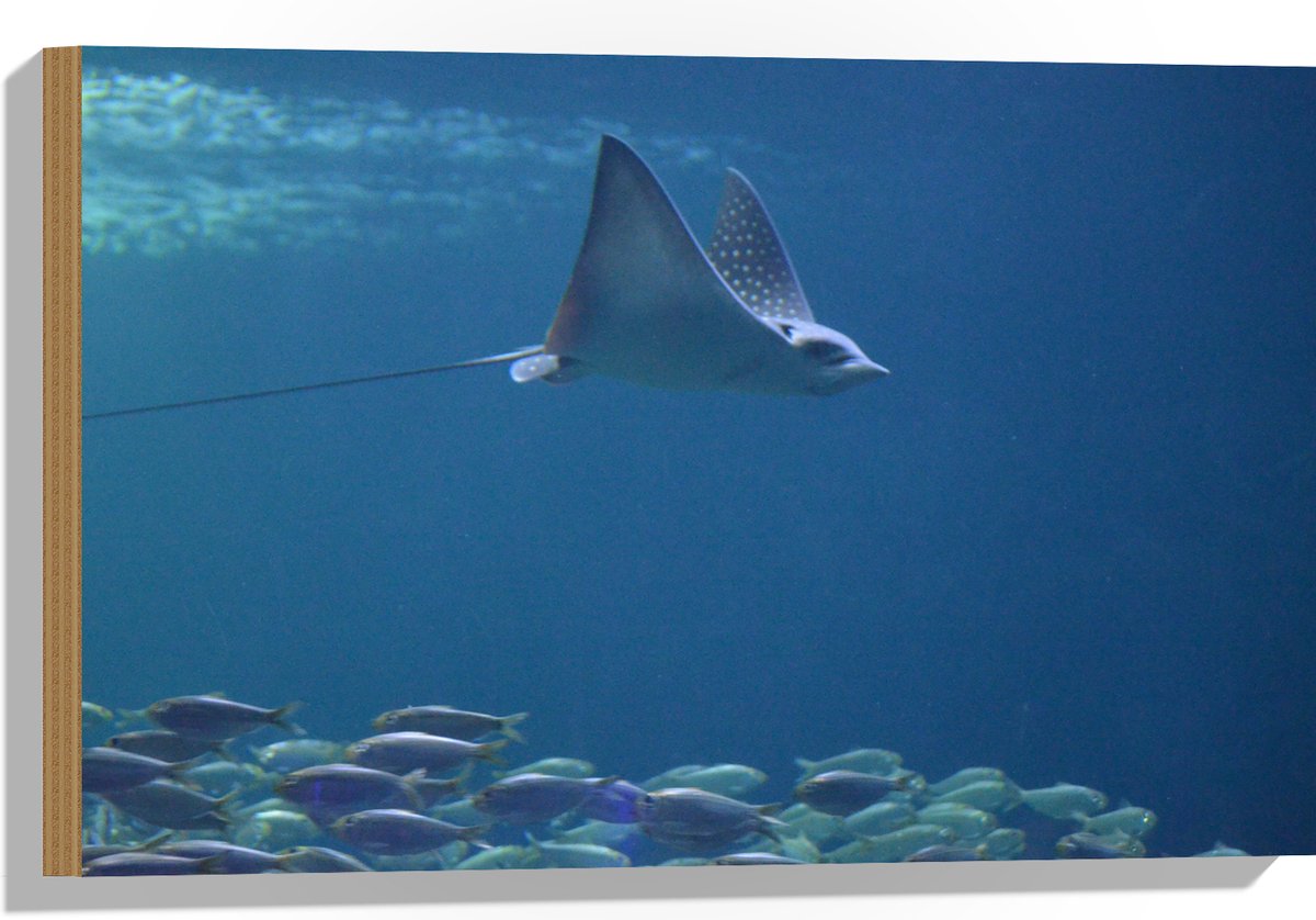 Hout - Rog met Lange Staart Zwemmend langs School Vissen in de Oceaan ...