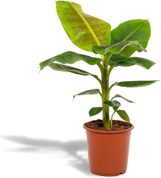 Hello Plants Musa Dwarf Cavendish Bananenplant - Ø 21 cm - Hoogte: 90 cm - Kamerplant | bol.com