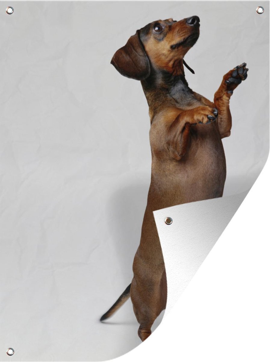 Affiche jardin - Toile jardin - Posters de jardin extérieur - Un Teckel ...