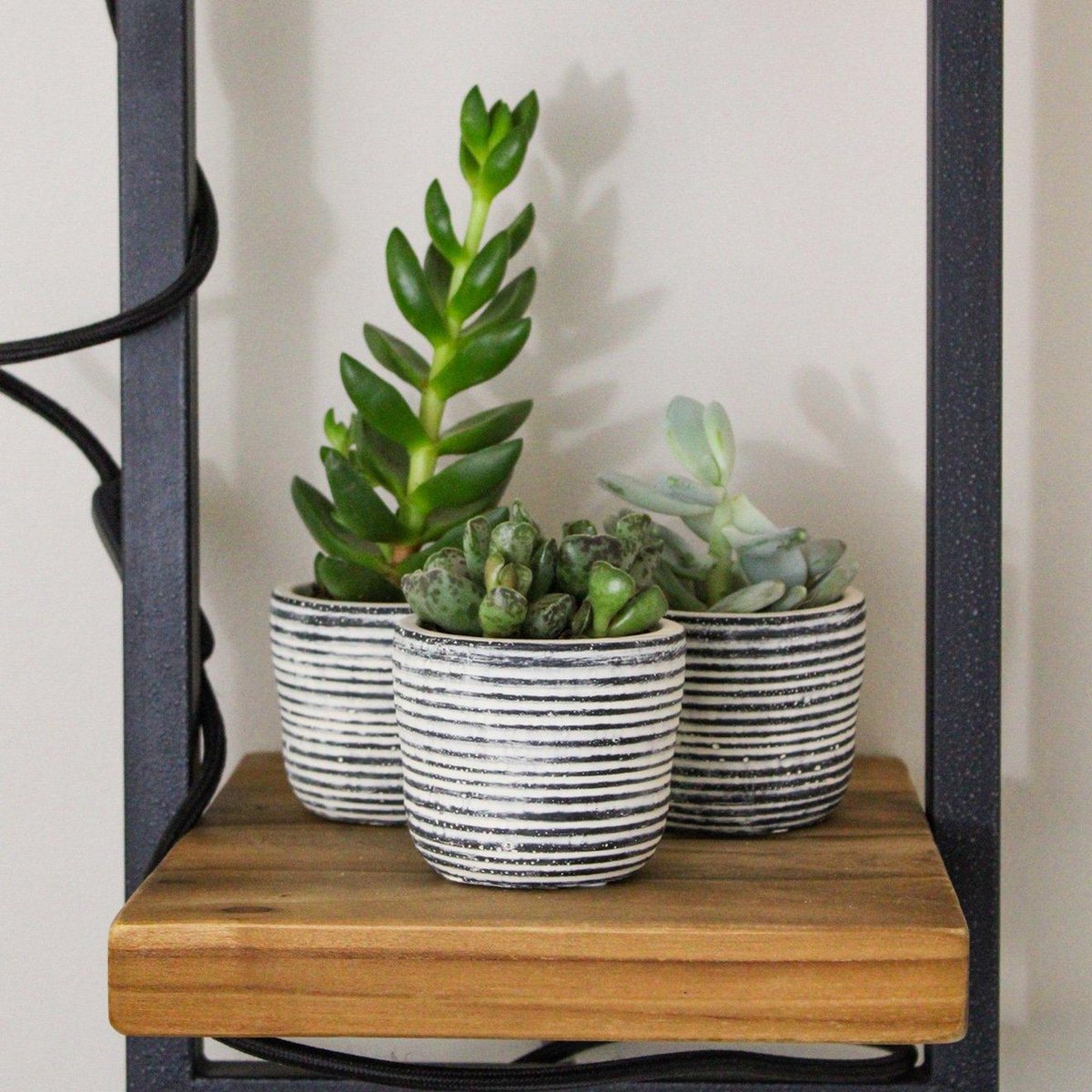 ZynesFlora - Mini Succulenten Mix - 12 Stuks - Ø 5,5 cm - Hoogte: 5-10 ...