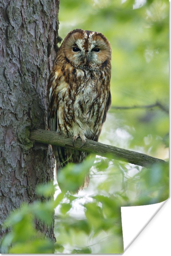 Bruine bosuil op een tak in de boom Poster 60x90 cm - Foto print op ...