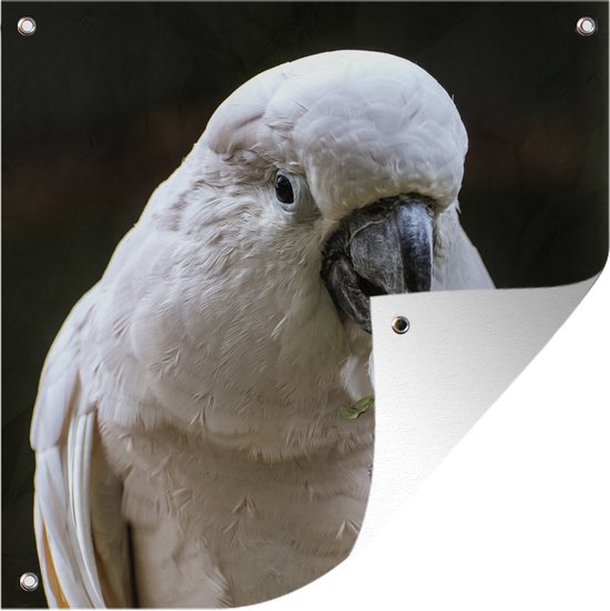 Tuinposters Een groen blaadje wordt opgegeten door de molukkenkaketoe ...