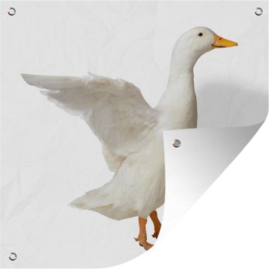 Tuinposters Witte eend die met haar vleugels slaat - 50x50 cm ...