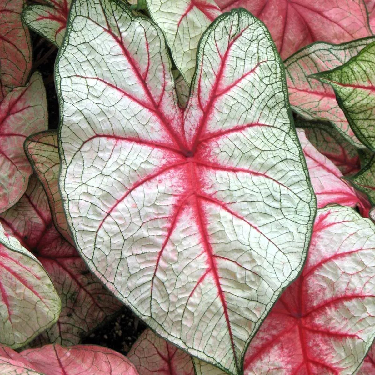 Caladium knollen (wit) - Bloembollen - 5 soorten - witte Caladium ...