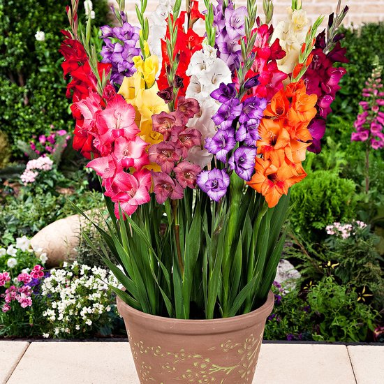 25x Gladiolus ''Glamini'' - Gladiolen mix - Gemengde Kleuren - Bollen ...