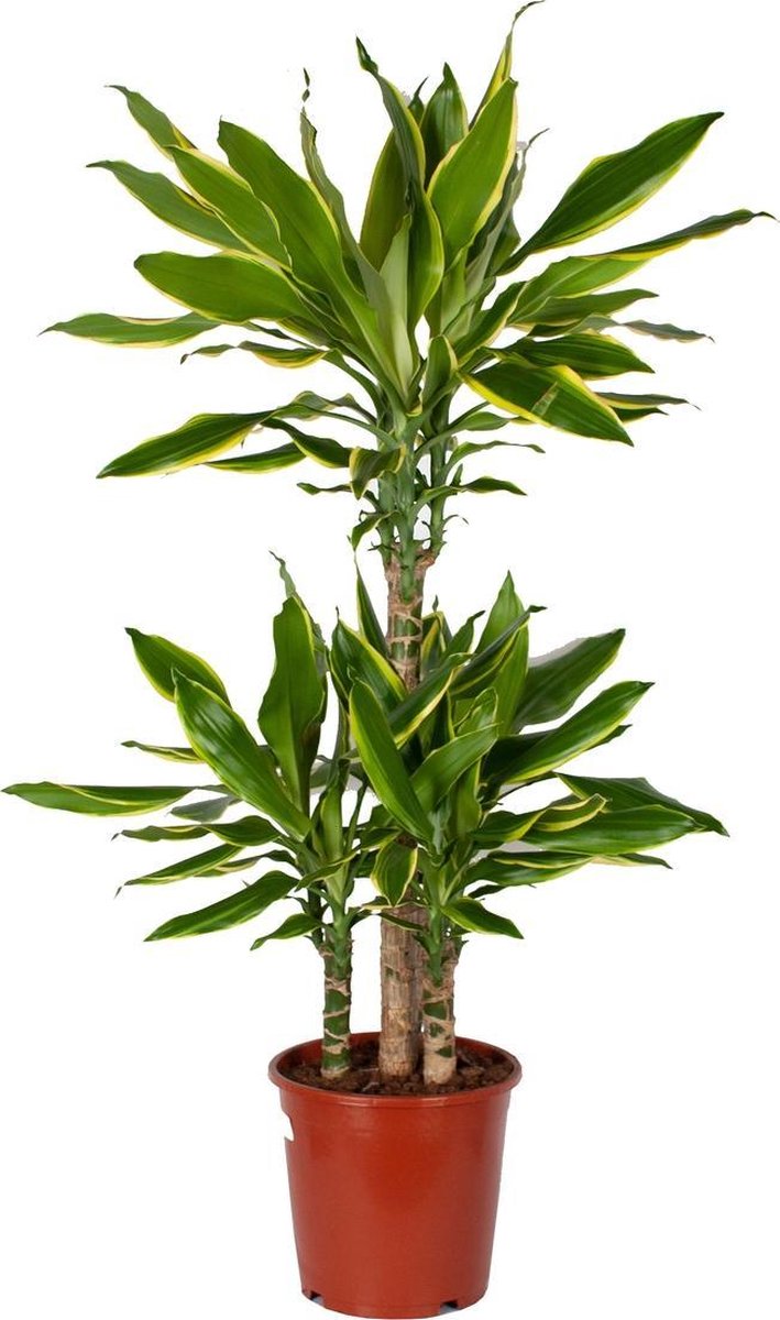 Drakenplant - Dracaena Golden Coast - Luchtzuiverend | bol.com