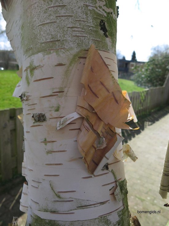 Witte berk - Betula utilis 'Doornebos' | 14-18 cm stamomtrek | bol.com