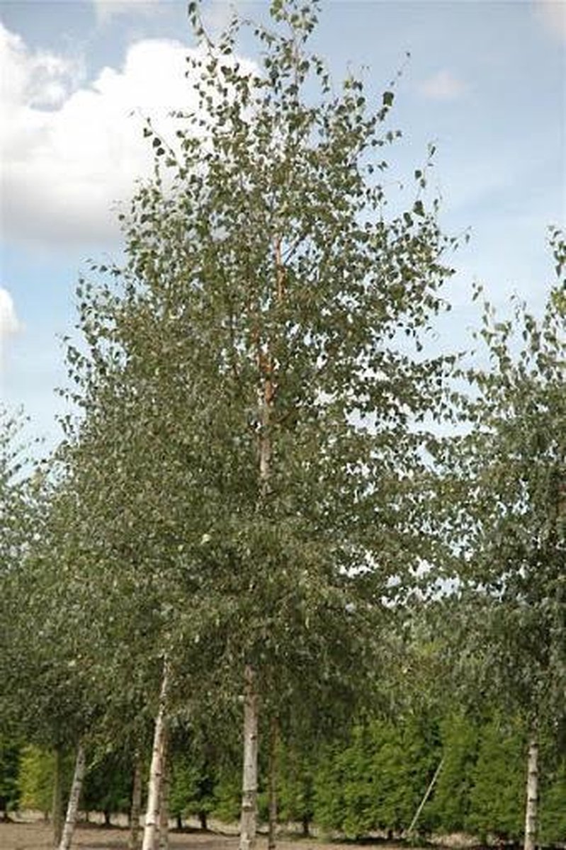 Ruwe berk - Betula pendula | Omtrek: 14-18 cm | Hoogte: 350 cm | bol.com