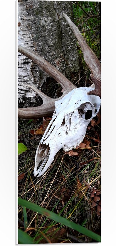 WallClassics - PVC Schuimplaat- Schedel van een Hert - 20x60 cm Foto op ...
