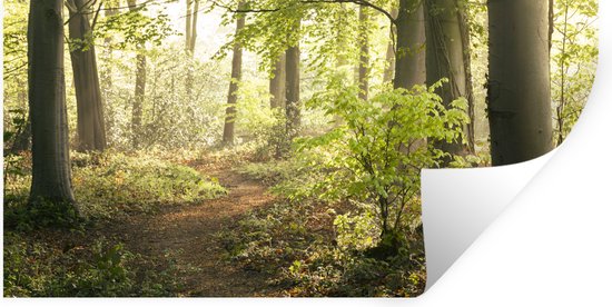 Stickers muraux - Sticker Foil - Forêt - Arbres - Chemin - Soleil ...