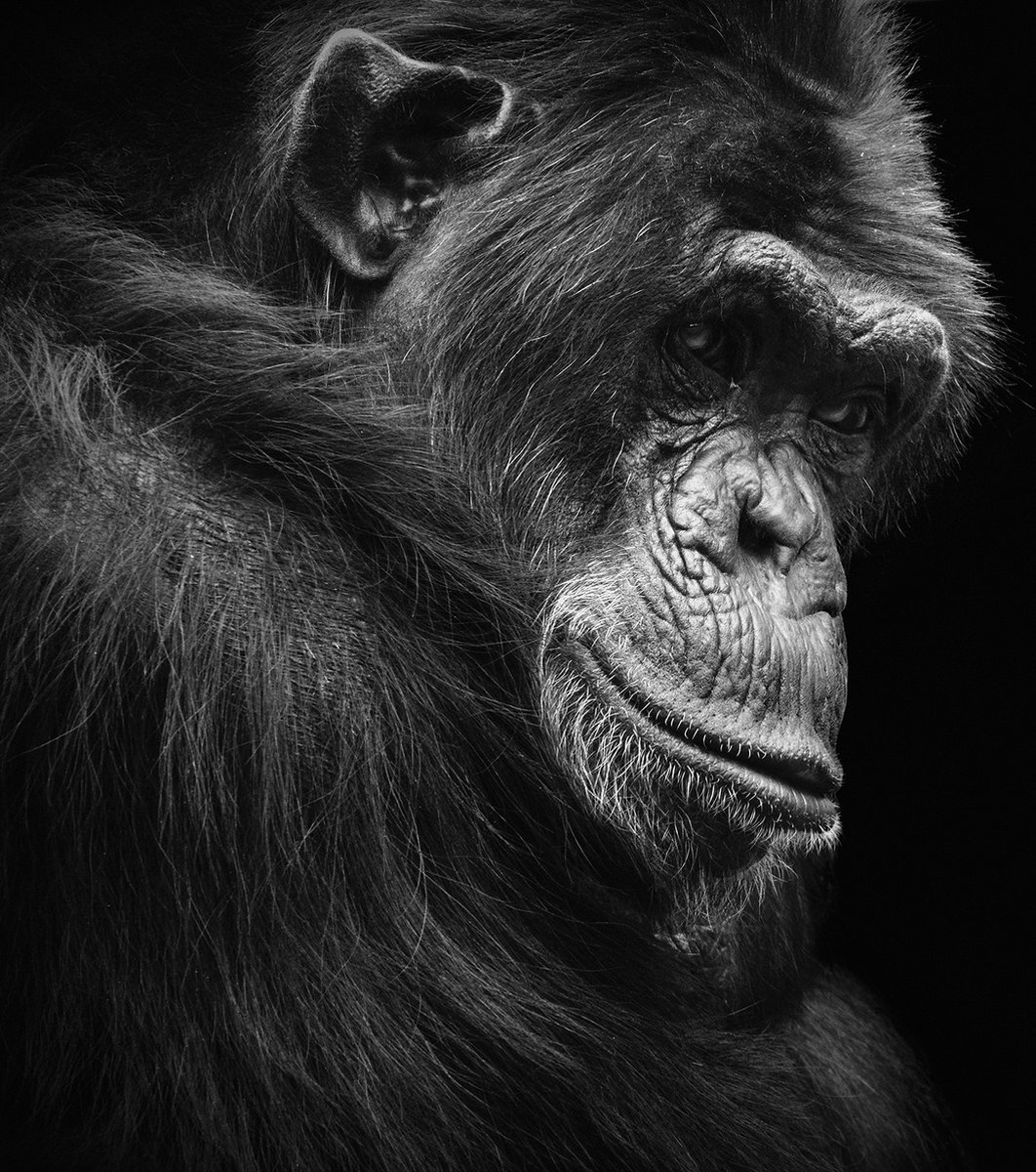Photo Wallpaper King - Papier peint - Papier peint photo - Gorilla ...