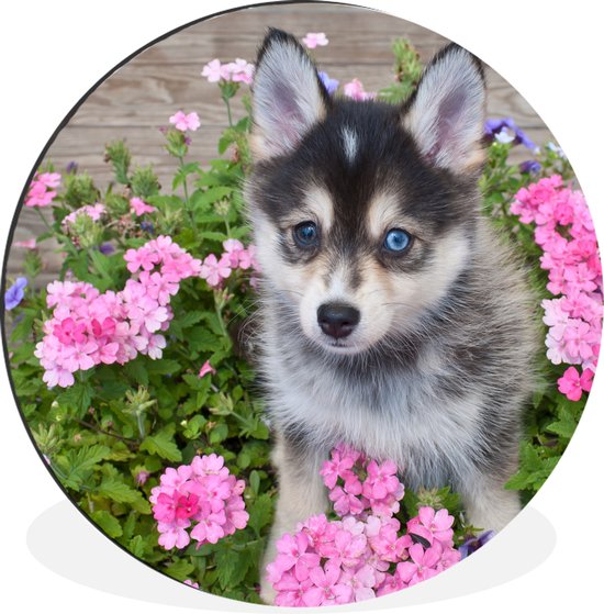 Chiot Pomsky entre fleurs Cercle mural aluminium ⌀ 140 cm | bol