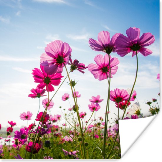 Poster Bloemen - Roze - Cosmea - 100x100 cm XXL | bol