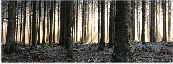 WallClassics - Poster (Mat) - Bevroren Bomen in de Ochtend - 90x30 cm ...