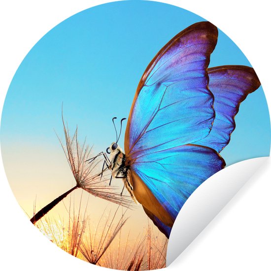 Behangcirkel - Vlinder - Bloemen - Blauw - Insect - Lucht - Zelfklevend behang -... | bol