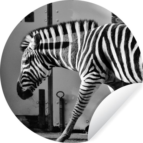 WallCircle - Behangcirkel - Wilde dieren - Zebra - Muur - Deur - Zelfklevend behang -... | bol