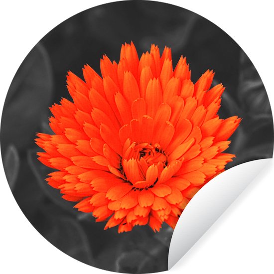 WallCircle - Muurstickers - Behangcirkel - Bloemen - Oranje - Zwart - Wit - ⌀ 140 cm -... | bol