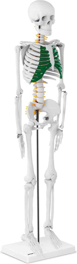 physa Anatomisch model mini skelet - 85 cm | bol.com