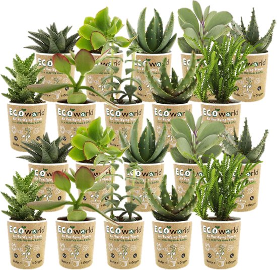 Ecoworld Mini Vetplanten / Succulenten Mix - 20 stuks - Ø 6 cm - Hoogte ...