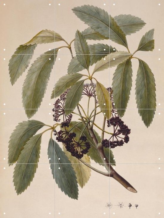 IXXI Five Finger, Frederick Polydore Nodder & Natural History Museum ...