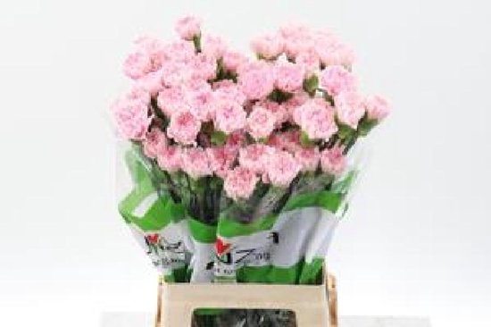 20x Dian.essiana 70cm | bol
