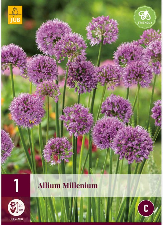 Sierui (Allium) - Millenium - Vaste planten - Bijen-Vlinders ...