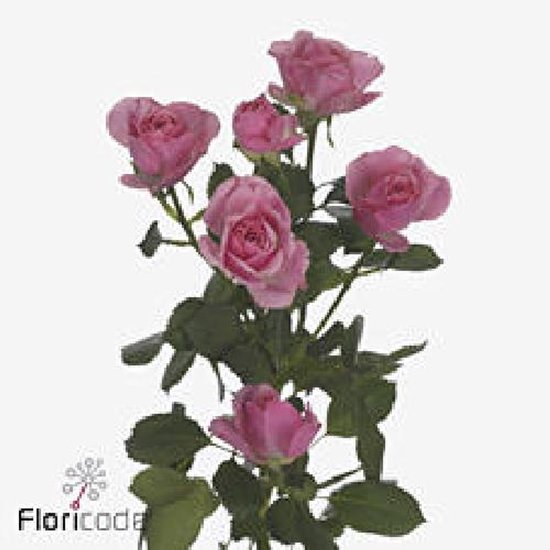 10x Rosa one top 60cm | bol