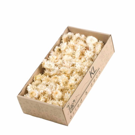 5x helichrysum heads white | bol