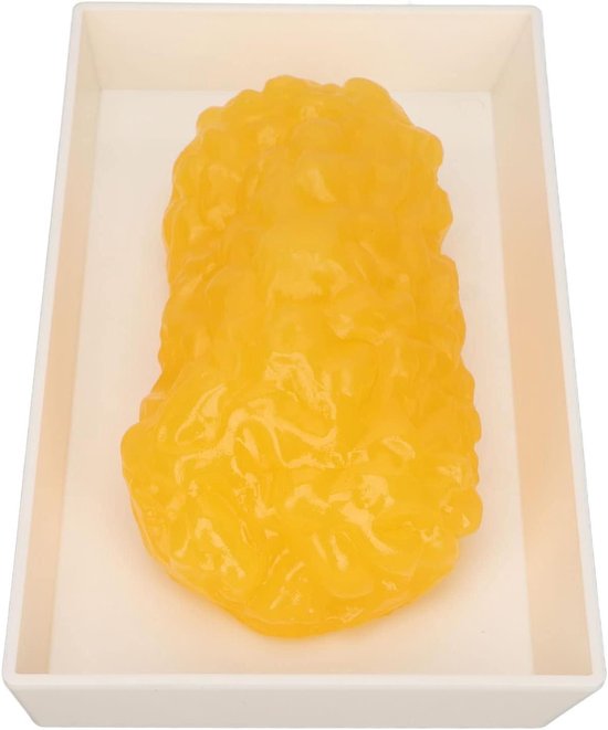 Anatomisch model van menselijk lichaamsvet met 1 lb vetweefsel - ideaal ...