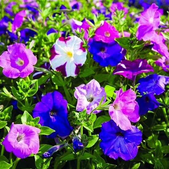 Petunia zaden - Petunia Nana Compacta gemengd | bol