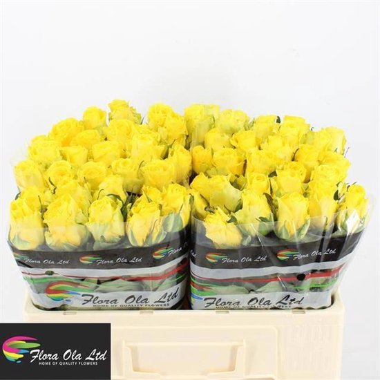 10x Rosa penny lane 50cm | bol