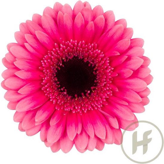 60x Germini arabel 40cm | bol