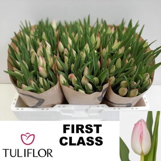 DutchFlowers - Boeket - 50x Tulipa first class 40cm | bol