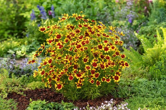 3 stuks | Coreopsis 'Firefly' P9 cm | bol