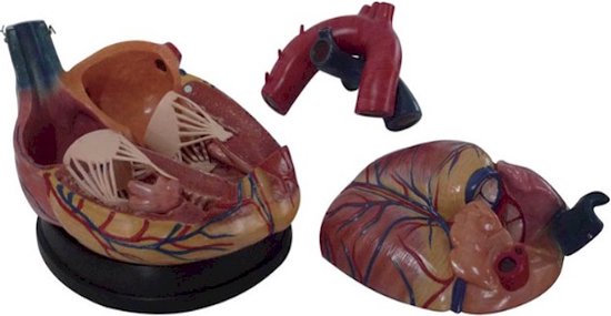 Anatomie Jumbo hart model | bol.com