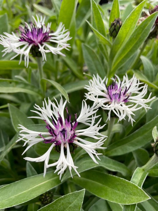 6 x Centaurea 'Purple Heart' - Korenbloem - P9 Pot (9 x 9cm) - Dima ...