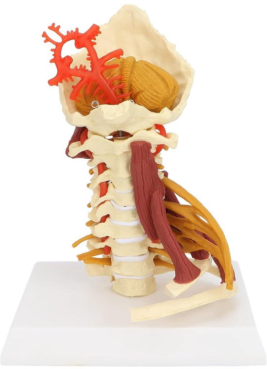 Anatomisch model van de cervicale wervelkolom met arteria voor medisch ...
