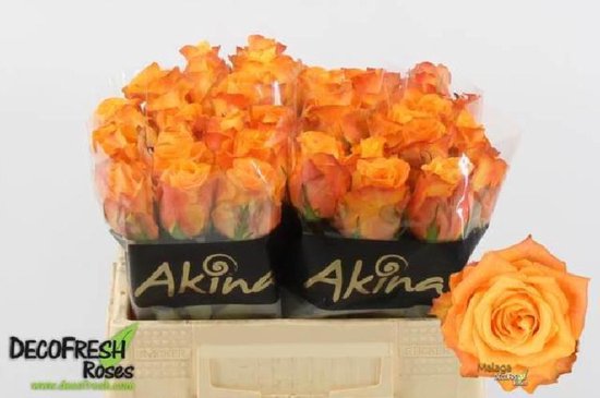 10x Rosa malaga 30cm | bol