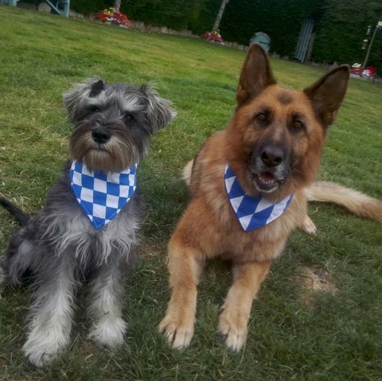 Bavaria Blue White Check Dog Bandana - Dimples | bol