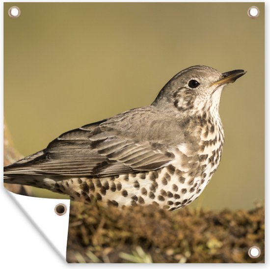 Affiche de Jardin Une image d'une grive musquée dans la nature ...