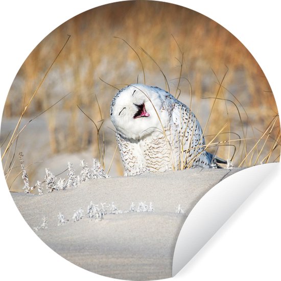 WallCircle - Muurstickers - Behangcirkel - Uil - Sneeuw - Duin - 100x100 cm -... | bol