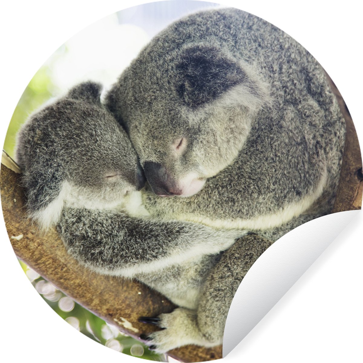 Wallpaper Circle - Koalas - Câlin - Animaux - ⌀ 140 cm - Wall Circle ...