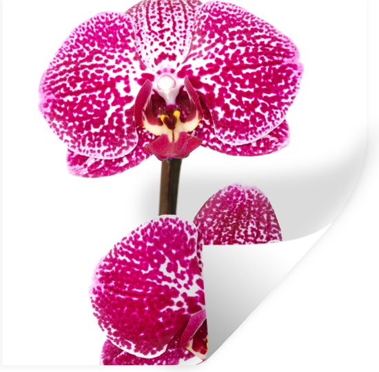 Muurstickers - Sticker Folie - Orchidee roze - 100x100 cm - Plakfolie - Muurstickers... | bol
