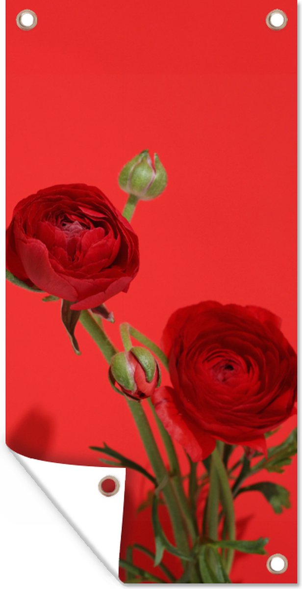 Décoration murale murale d'extérieur Renoncules rouges sur fond rouge ...